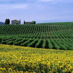 Chianti Wine Tour included meal & tasting at Winery (6hrs) - Practical Details That Matter
