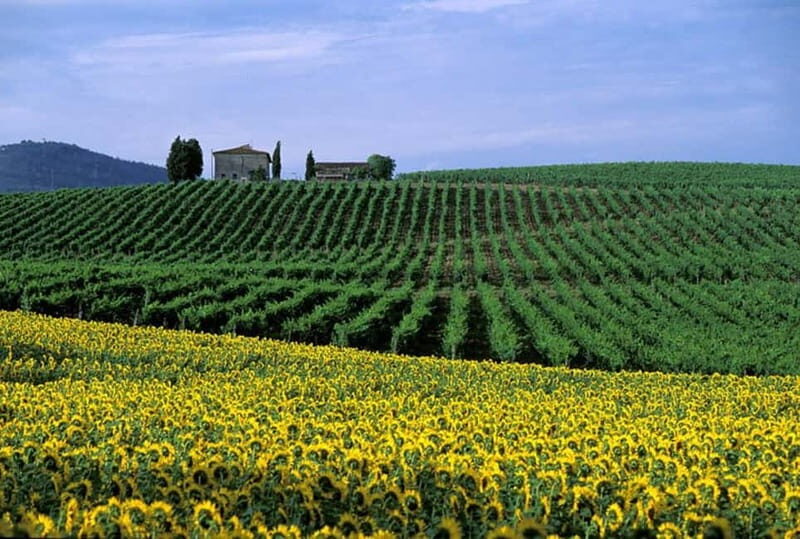 Chianti Wine Tour included meal & tasting at Winery (6hrs) - Practical Details That Matter
