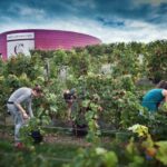 Chinon : Discovery Tours and Wine Tasting - Understanding the Terroir of Chinon