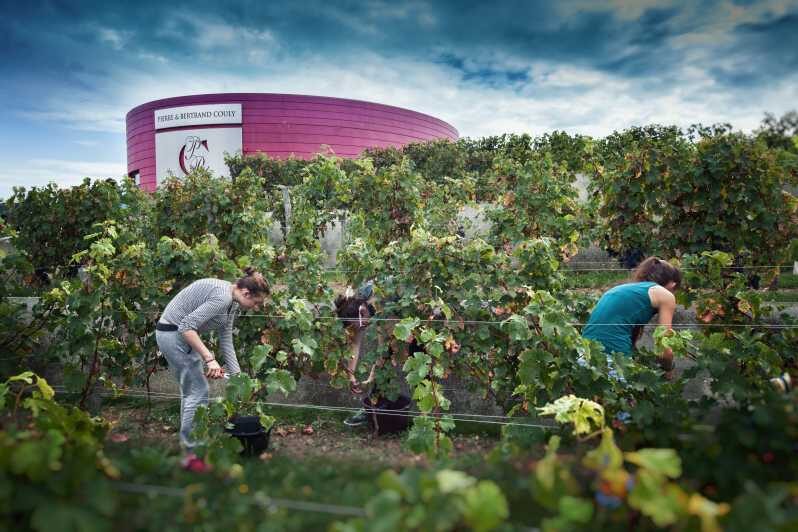 Chinon : Discovery Tours and Wine Tasting - Understanding the Terroir of Chinon