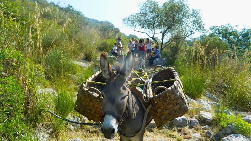 Cilento: discovering the art of broom spinning in Tortorella - How the Tour Works: Practical Details
