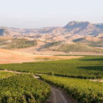 Cirò Marina: winery tour with tasting - Final Impressions and Who Should Consider This Tour
