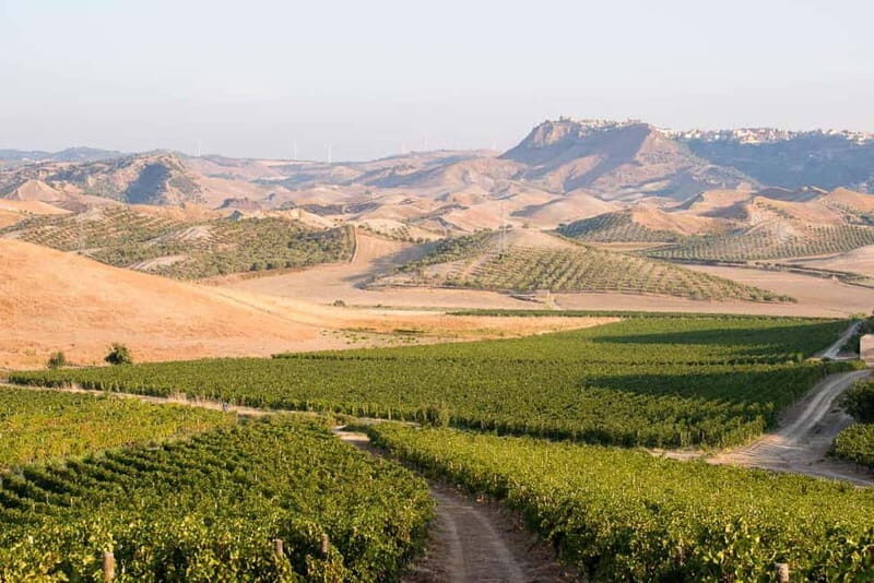 Cirò Marina: winery tour with tasting - Final Impressions and Who Should Consider This Tour