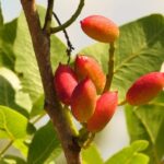Cisternino: Natural cosmetics workshop - Who Will Appreciate This Experience?