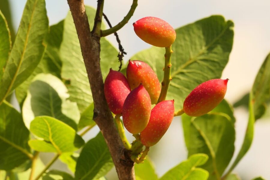 Cisternino: Natural cosmetics workshop - Who Will Appreciate This Experience?