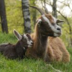 Climb the mountains together with goats - What You Can Expect From the Tour