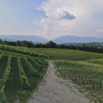 Conegliano: Prosecco Hills and Vineyards tour - The Value and Practicalities
