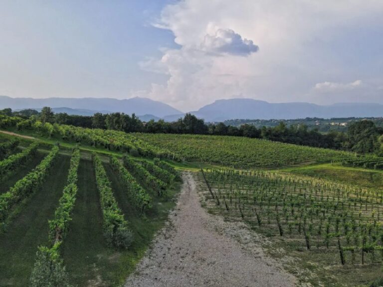 Conegliano: Prosecco Hills and Vineyards tour - The Value and Practicalities