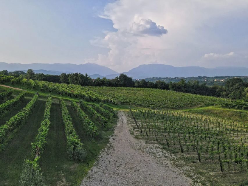 Conegliano: Prosecco Hills and Vineyards tour - The Value and Practicalities
