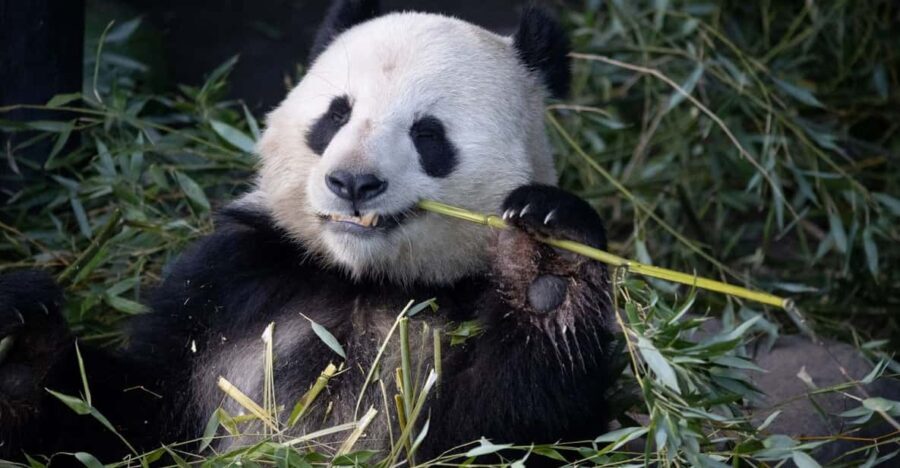 Copenhagen: Copenhagen Zoo Entry Ticket - What to Expect: Highlights and Details