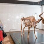 Copenhagen: National Museum of Denmark Entry Ticket - What You Can Expect From Your Visit