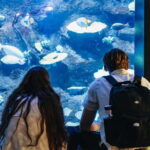 Copenhagen: Tivoli Gardens Entry Ticket - Authentic Insights from Visitors
