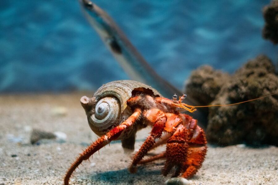 Corfu: Aquarium Entry Ticket with Guided Tour - Is This Tour Worth It?