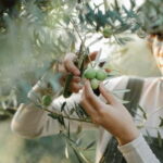 Corfu: Organic Farm and Olive Oil Tasting Tour - Detailed Breakdown of the Itinerary