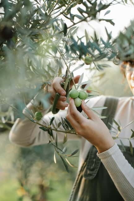 Corfu: Organic Farm and Olive Oil Tasting Tour - Detailed Breakdown of the Itinerary