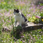 Corfu: Organic Olive Oil Farm Tour with Transfer and Tasting - The Transport & Logistics