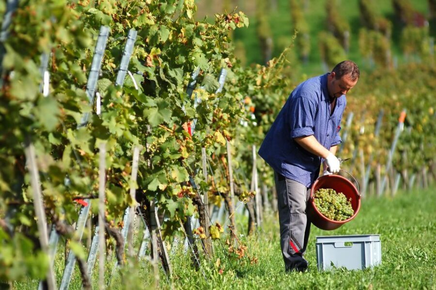 Corfu: Winery Tour and Tasting - The Practical Details