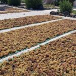 Cork & Fork Tour in Santorini with 2 Wineries and Lunch - Why This Tour Might Be Perfect for You