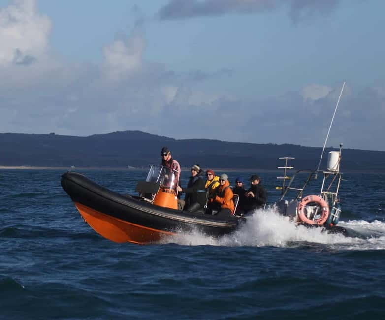 Cornwall: 2 hour Wildlife Watching RIB Tour - The Experience: What to Expect When You Join the Tour