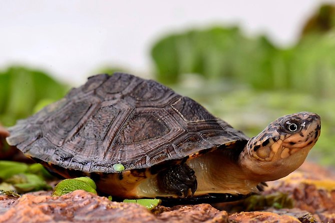 Corsica A Cupulatta Turtle Park Skip the Line Admission Ticket - A Closer Look at Corsica’s A Cupulatta Turtle Park
