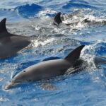 Corsica: Guided Sea Trip From Porto-Ota - A Closer Look at the Experience