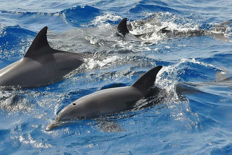 Corsica: Guided Sea Trip From Porto-Ota - A Closer Look at the Experience