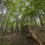 Cosenza: Giants of the Sila - The Itinerary and Experience