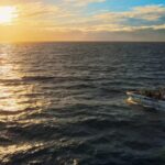 Costa Adeje: Whale and Dolphin-Watching Boat Excursion - Overview of the Experience