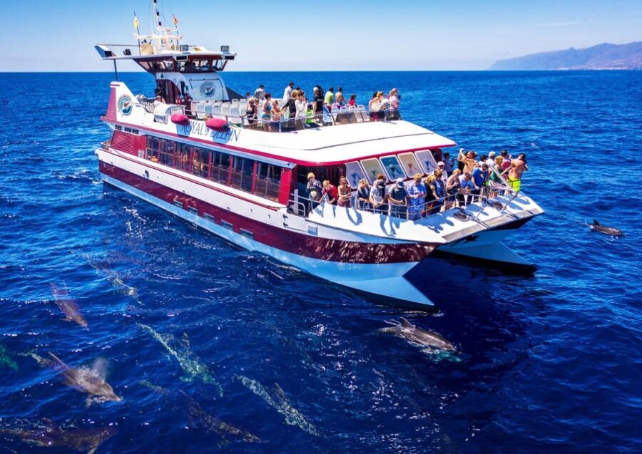 Costa Adeje: Whale & Dolphin Submarine Vision Mini Cruise - Final Thoughts: Who Will Love This Experience?