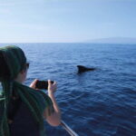 Costa Adeje: Whale Watching Eco Experience with Hydrophone. - An Overview of the Experience