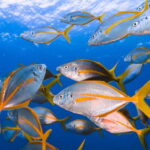 Costa Teguise: Guided 2-hour Snorkeling Tour for all levels - The Itinerary and What Makes It Special