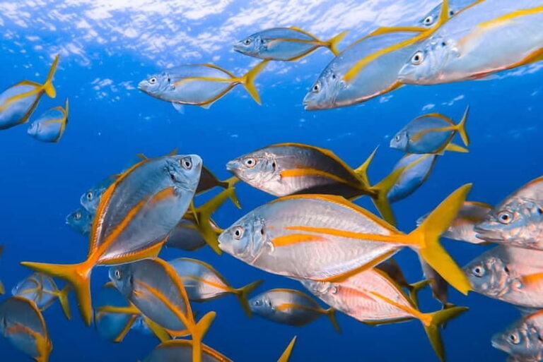 Costa Teguise: Guided 2-hour Snorkeling Tour for all levels - The Itinerary and What Makes It Special