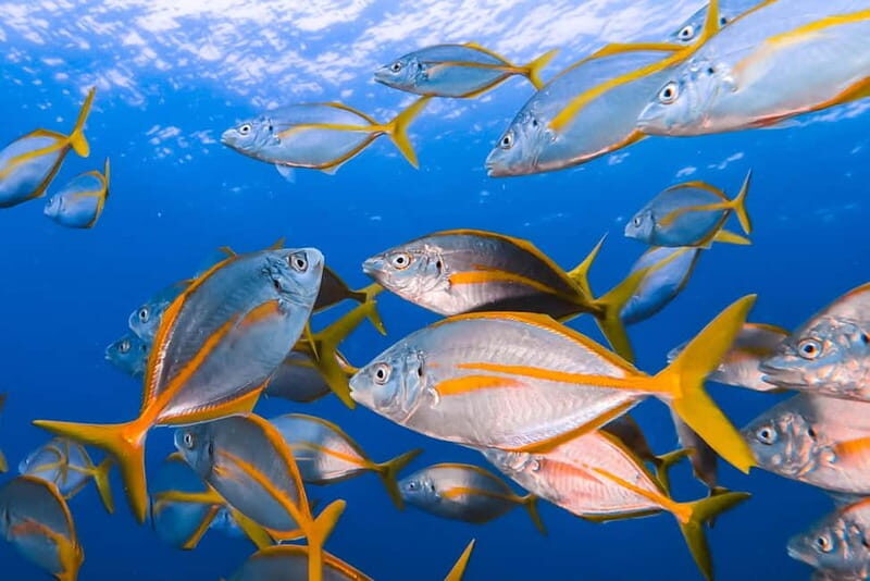 Costa Teguise: Guided 2-hour Snorkeling Tour for all levels - The Itinerary and What Makes It Special