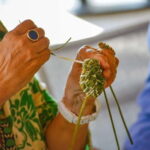 Cotignac: Workshop to discover wild basketry - Detailed Breakdown of the Experience