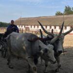 Countryside ranch, horse show & lunch - What You Can Expect From This Tour