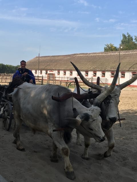 Countryside ranch, horse show & lunch - What You Can Expect From This Tour