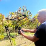 Craftsmanship and Flavors of Sorrento and Amalfi Coast - The Value for Your Money