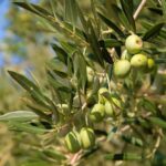 Cres: Olive Oil Walking Tour with Tastings - Tasting and local delights