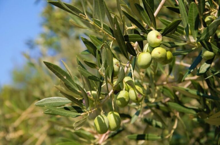 Cres: Olive Oil Walking Tour with Tastings - Tasting and local delights