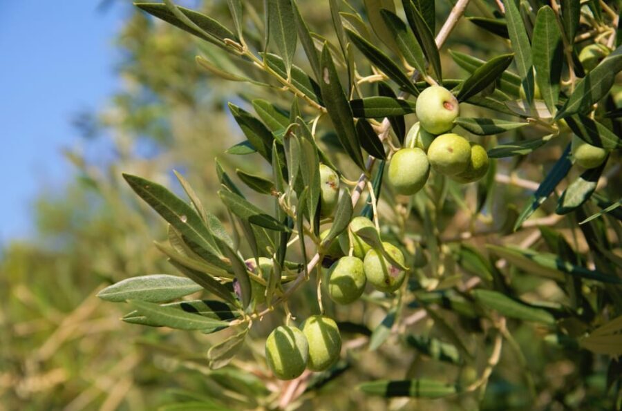 Cres: Olive Oil Walking Tour with Tastings - Tasting and local delights