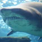 Cretaquarium Tour - What the Reviews Say