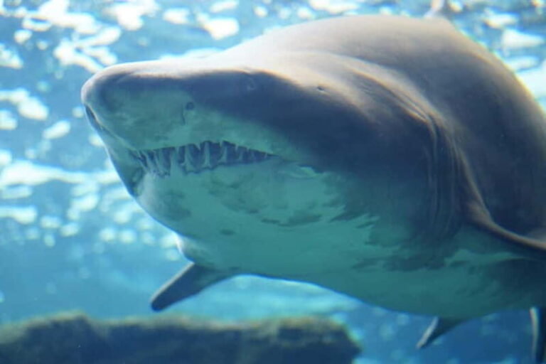 Cretaquarium Tour - What the Reviews Say