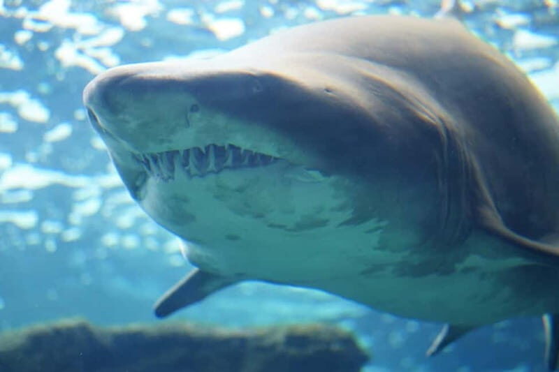 Cretaquarium Tour - What the Reviews Say