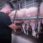 Crete: Farm Visit with Cheese Tasting and Milking Experience - From Milk to Cheese: The Heart of the Tour