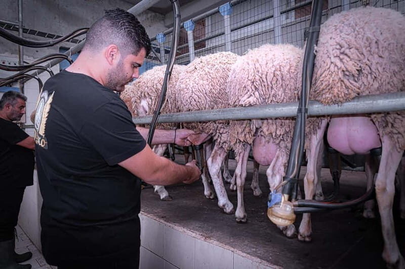 Crete: Farm Visit with Cheese Tasting and Milking Experience - From Milk to Cheese: The Heart of the Tour