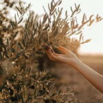 Crete: Local Wine Tasting & Visit to the Ancient Olive Tree - The Heart of the Tour: An Authentic Crete Experience