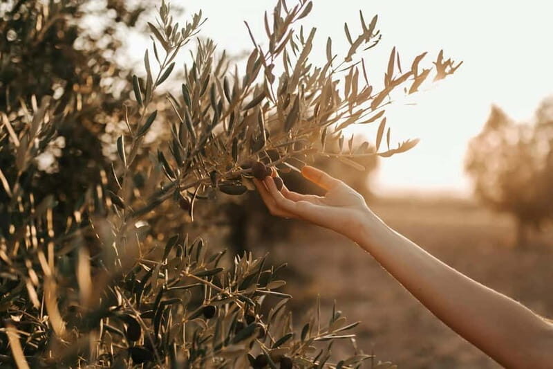 Crete: Local Wine Tasting & Visit to the Ancient Olive Tree - The Heart of the Tour: An Authentic Crete Experience
