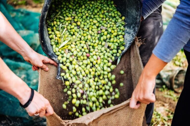 Crete: Melidoni Cave, Honey, Olive Oil & Reptisland - The Value Proposition