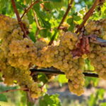 Crete: Monastery Tour & Wine Tasting Experience - In-Depth Breakdown of the Experience