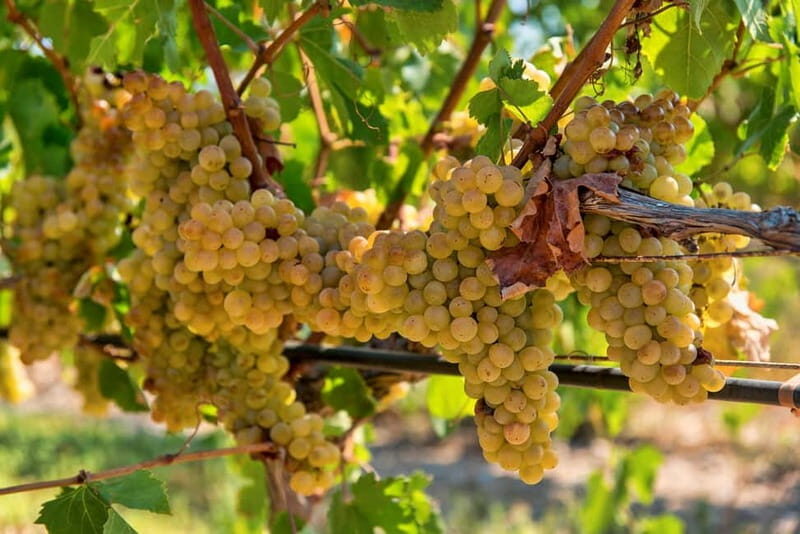 Crete: Monastery Tour & Wine Tasting Experience - In-Depth Breakdown of the Experience
